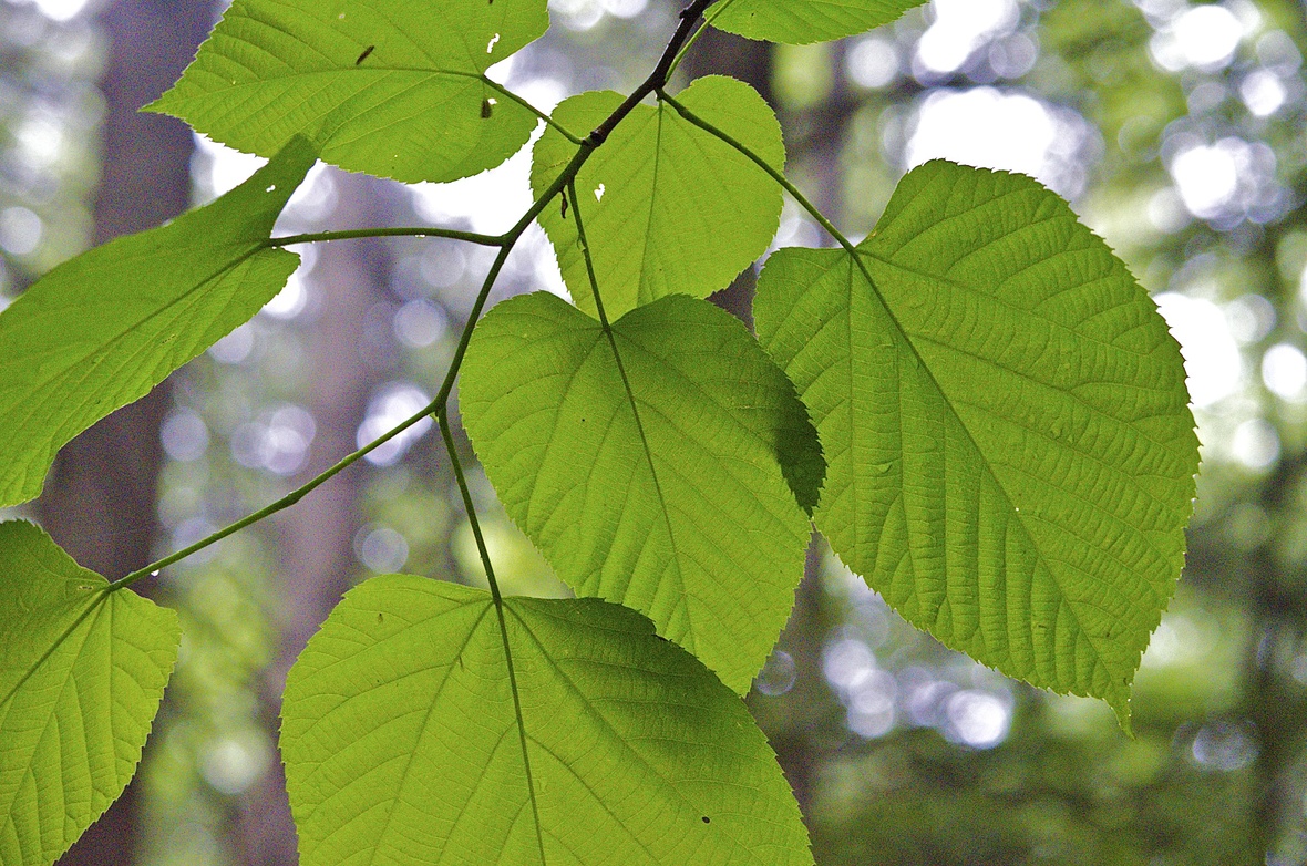 Distant Hill Gardens – 8/2/14 | The Walpolean