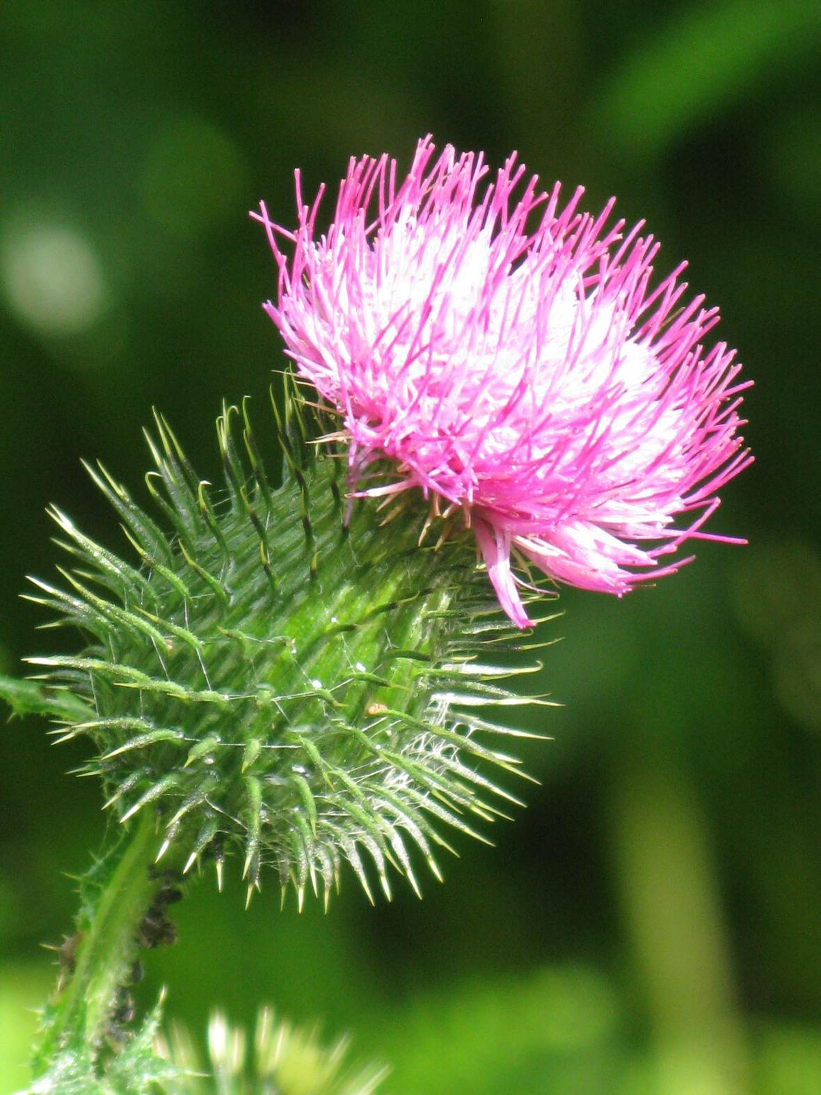 ScotClans & Tartan Footprint: Friday Facts!