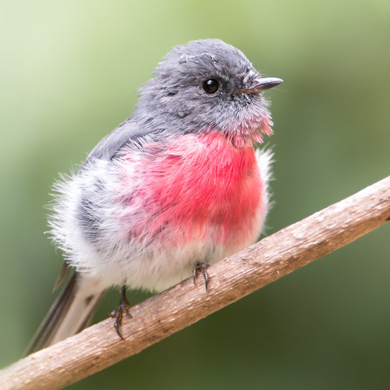 Pennant Hills Photographic Club