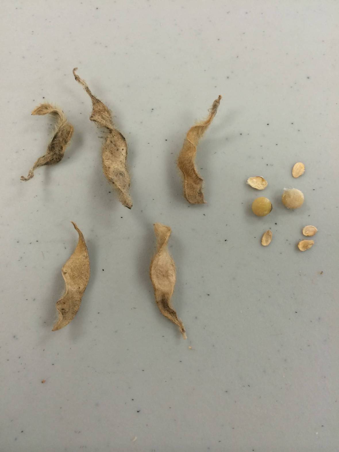 Stink bug damage in soybeans – Ohio Ag Net | Ohio's Country Journal
