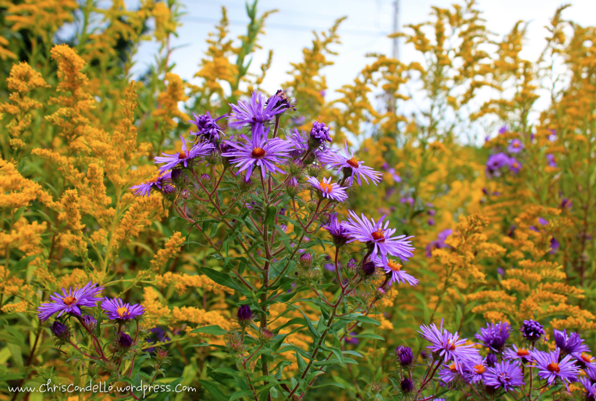 The Aster and the Goldenrod.