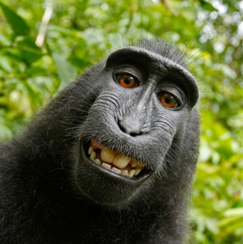 How to get the monkeys off your back