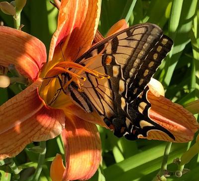 This Week at W. Cushing and Co.---August--New Wool and Patterns of the ...