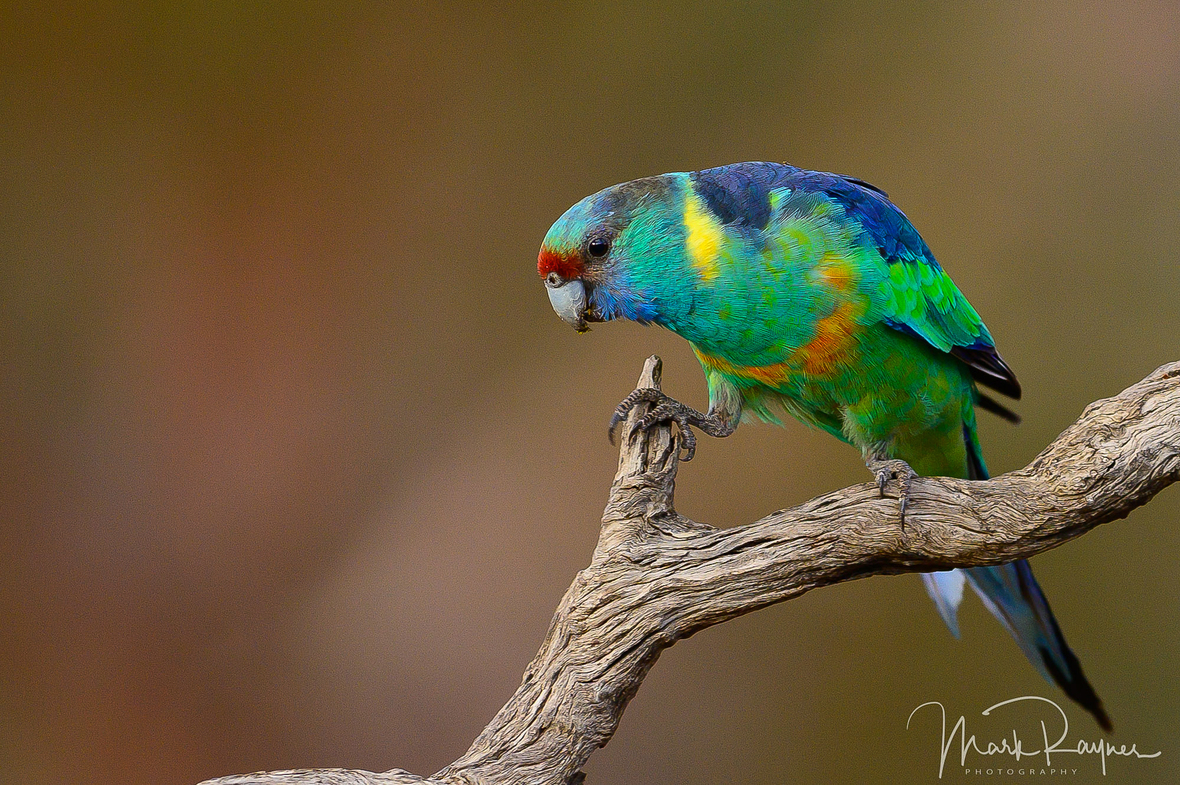 Birds, Wildlife and Landscapes - Flinders Ranges Gluepot Bird and ...