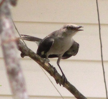 Sunset and Bird Week