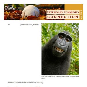 How to get the monkeys off your back